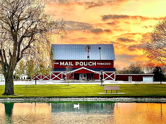 The iconic red barn exterior with its Mail Pouch Tobacco sign and spinning windmill isn't just rural theater—it's the prelude to a serious steak experience.