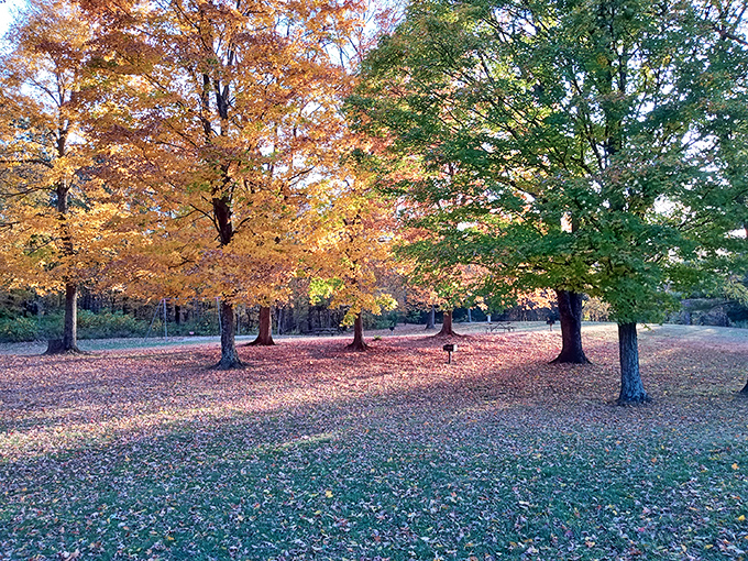 Fall's grand finale puts on a show at Great Seal State Park, where nature's paintbrush transforms ordinary trees into extraordinary masterpieces of amber and gold.