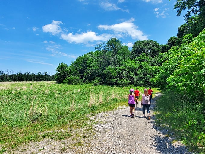 Tranquility in motion: hikers explore Erie Bluffs' sun-dappled trails where meadows meet forests in a dance as old as time itself.
