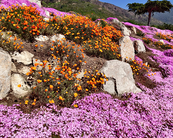 Spring transforms Limekiln's coastal landscape into a vibrant tapestry of California poppies and wildflowers – nature's own sample platter of color.