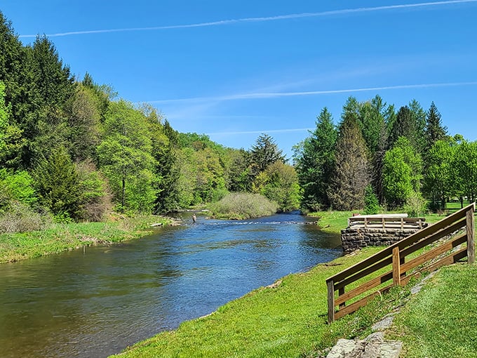 The East Branch Clarion River flows like liquid serenity through Bendigo State Park, offering a peaceful escape where nature writes its own soundtrack.