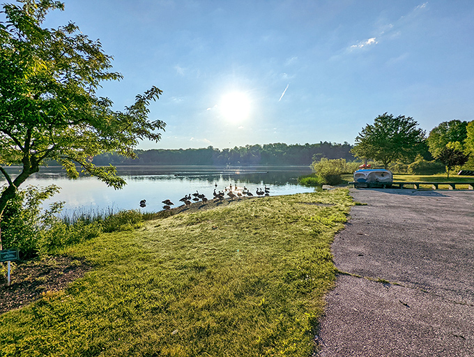 Morning tranquility at its finest—Sunny Lake's glassy waters reflect the sky while geese gather for their daily gossip session.