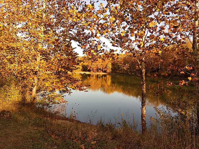 Fall's golden palette reflects perfectly in this serene pond. Nature's mirror doesn't judge—it just doubles the beauty for free.