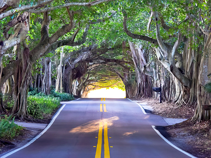Nature's cathedral awaits! The iconic banyan tree canopy of Martin Grade creates a living tunnel that feels like stepping into another world.