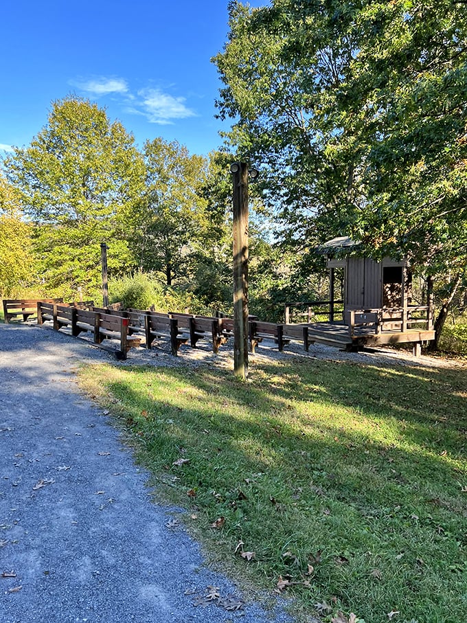 A rustic wooden observation deck beckons visitors into the wilderness, promising views that no smartphone screen could ever do justice.