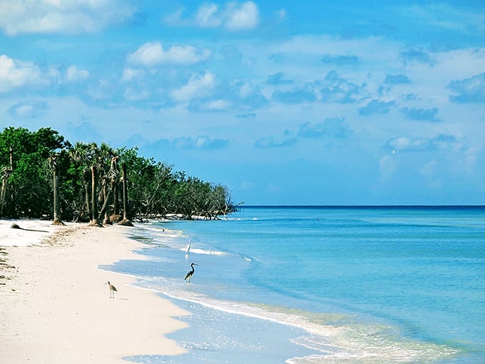 Paradise doesn't need a passport! Caladesi's pristine shoreline stretches for miles, offering the kind of untouched beauty that makes smartphone cameras work overtime.