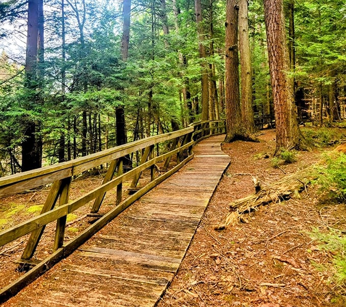 Nature's autumn masterpiece unfolds at Salt Springs State Park, where vibrant foliage meets emerald meadows in a display that puts Hollywood special effects to shame.