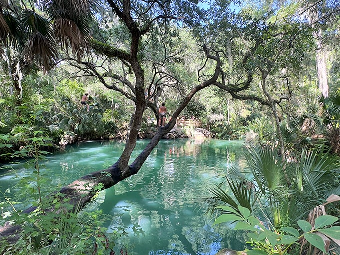 Nature's own infinity pool, where crystal-clear spring water creates a mesmerizing emerald oasis.