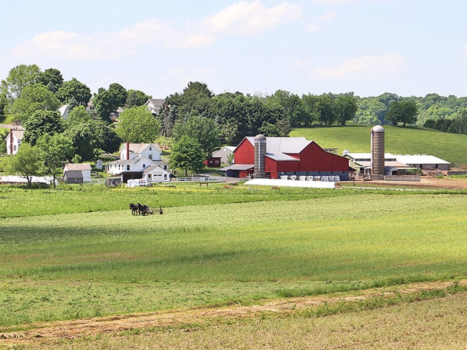 Classic Americana unfolds before your eyes – horse-drawn plows still working fertile fields while that iconic red barn stands sentinel over generations of tradition.