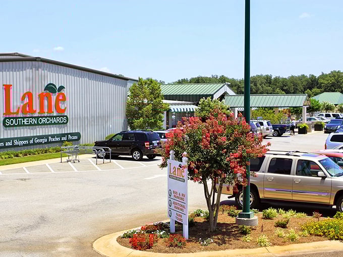The welcoming facade of Lane Southern Orchards stands ready to introduce you to Georgia's sweetest treasures. White rocking chairs await tired shoppers.
