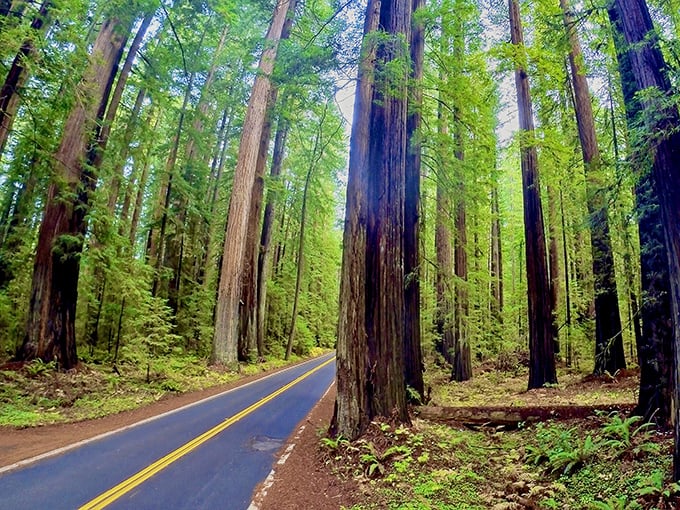 Nature's skyscrapers line Avenue of the Giants like patient sentinels. This road trip feels like driving through the world's most magnificent green cathedral.