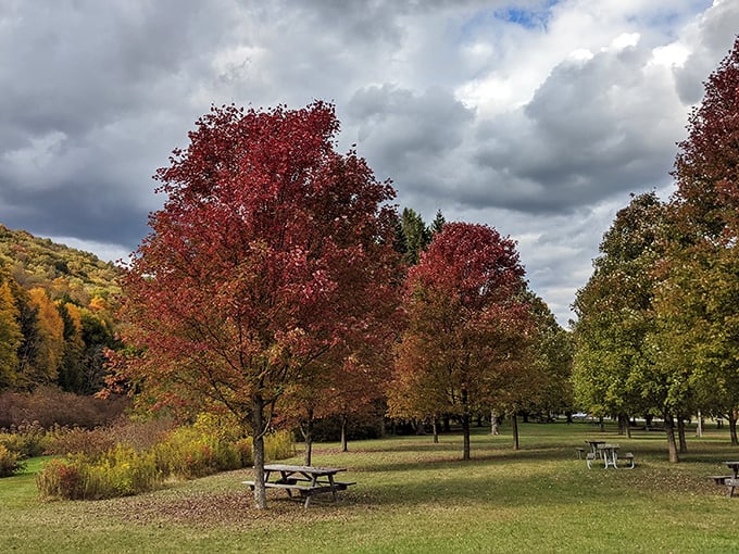 The East Branch Clarion River flows like liquid serenity through Bendigo State Park, offering a peaceful escape where nature writes its own soundtrack.