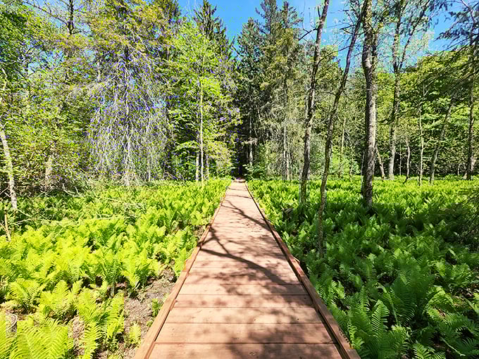 Nature's own boardwalk stretches through a sea of ferns, inviting you deeper into Newport's emerald wilderness. Sunlight dapples the path ahead.