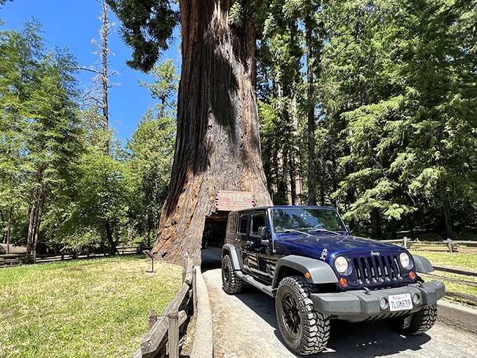 A Jeep navigates nature's most impressive archway. The Chandelier Tree stands as living proof that California doesn't do anything small—even its tunnels.
