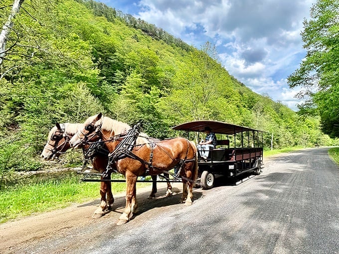 Majestic Belgian draft horses pull visitors through Pennsylvania's lush countryside, offering a glimpse into 19th-century travel without the dysentery or typhoid.