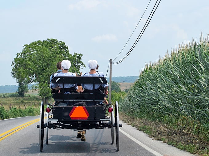 The quintessential Amish experience: horse-drawn buggies sharing the road with modern vehicles, creating a time-travel traffic jam that somehow works perfectly.