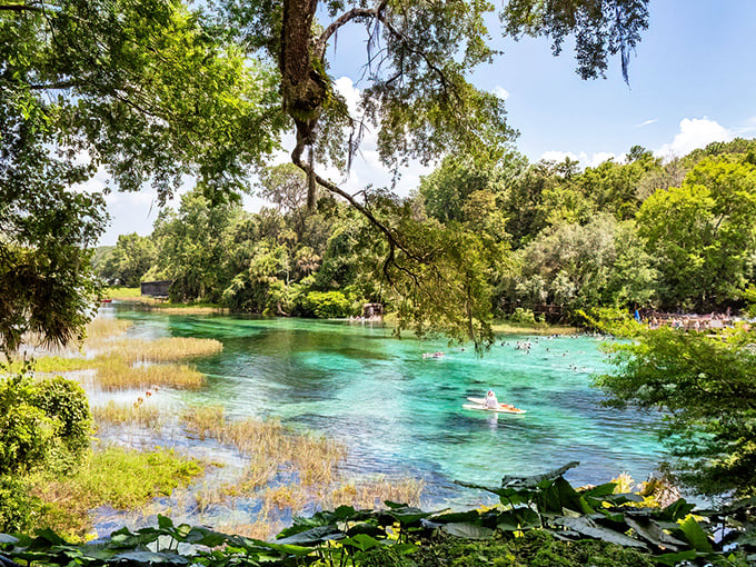 Nature's own swimming pool beckons with waters so impossibly blue-green, you'd swear someone snuck in overnight with food coloring. Pure Florida magic.