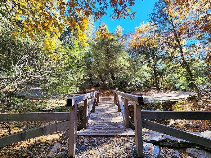 A wooden footbridge beckons you into nature's embrace, where autumn colors dance overhead like Mother Nature's own light show.