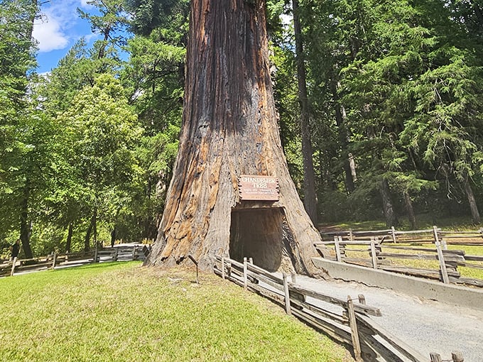 A Jeep navigates nature's most impressive archway. The Chandelier Tree stands as living proof that California doesn't do anything small—even its tunnels.