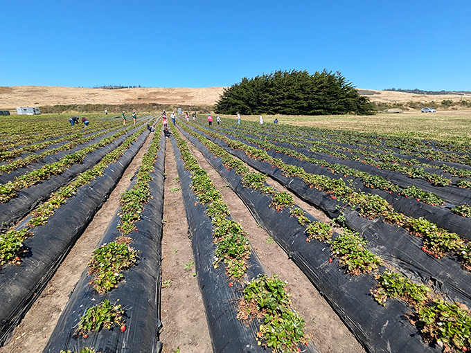 Rows of promise stretch toward the horizon, where visitors hunt for nature's candy. The California sun turns each berry into a tiny, edible ruby.