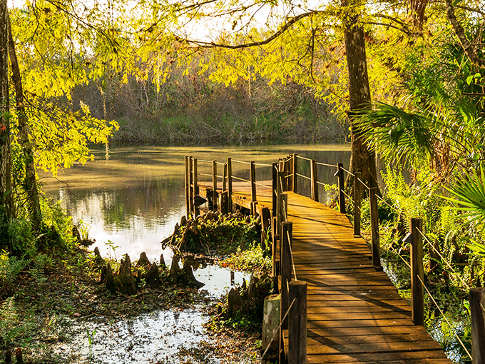 The golden hour transforms this wooden boardwalk into nature's red carpet. Cypress knees and dappled sunlight create Florida's version of an enchanted forest.