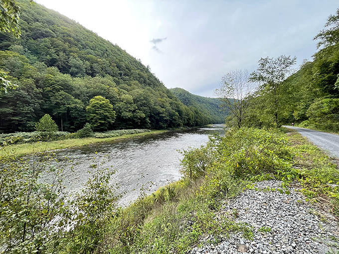 Pine Creek flows like nature's own meditation app, carving its way through Pennsylvania's Grand Canyon with the patience only water and time can master.