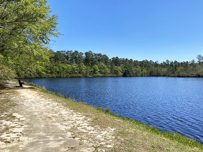 Mother Nature's mirror game is strong here. The still waters of Aiken State Park reflect towering pines and blue skies, creating a double dose of serenity.
