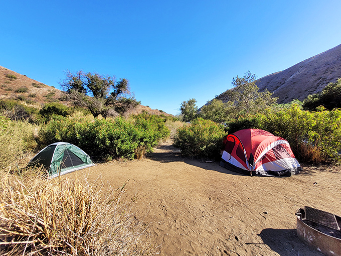 Camping among the coastal sage – where tent neighbors are jackrabbits and the alarm clock is the morning light filtering through sycamores. 