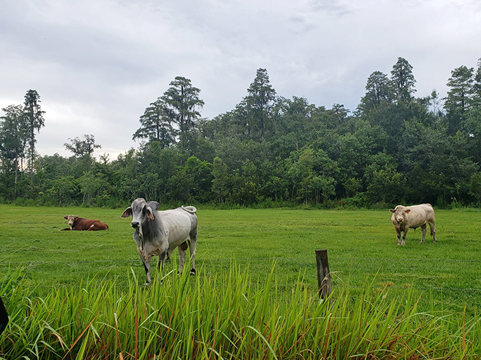 Rural Clermont reveals itself in pastoral scenes like this – where cattle graze contentedly, blissfully unaware of their prime real estate with a view.