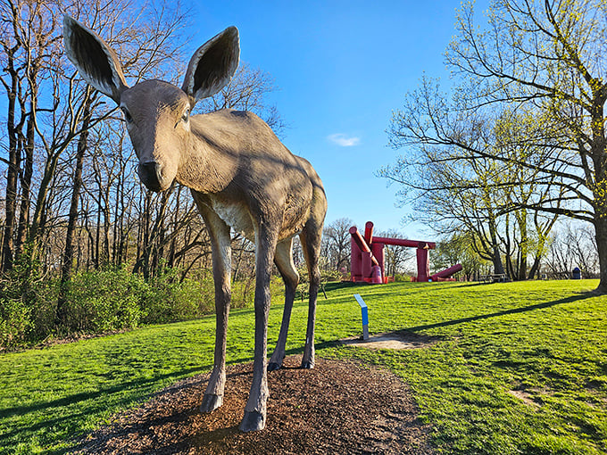 Laumeier Sculpture Park's moose doesn't care what you think of contemporary art. He's been standing his ground longer than most trends.