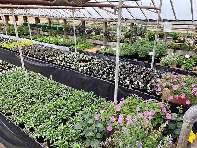 Little Bird Plants' greenhouse bursts with botanical possibilities, where even notorious plant-killers might find hope for their brown thumbs.