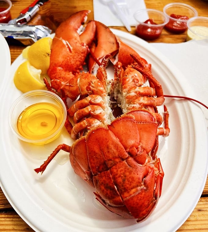 This lobster isn't just dinner; it's a crimson-clawed celebration that demands both bib and butter in equal measure.