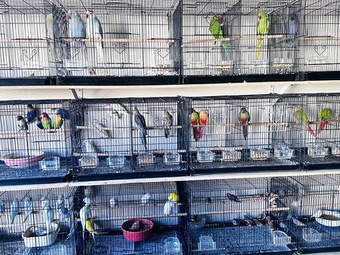 A rainbow of feathers and chirps—the bird section offers companionship in small packages, each cage a potential new friendship.