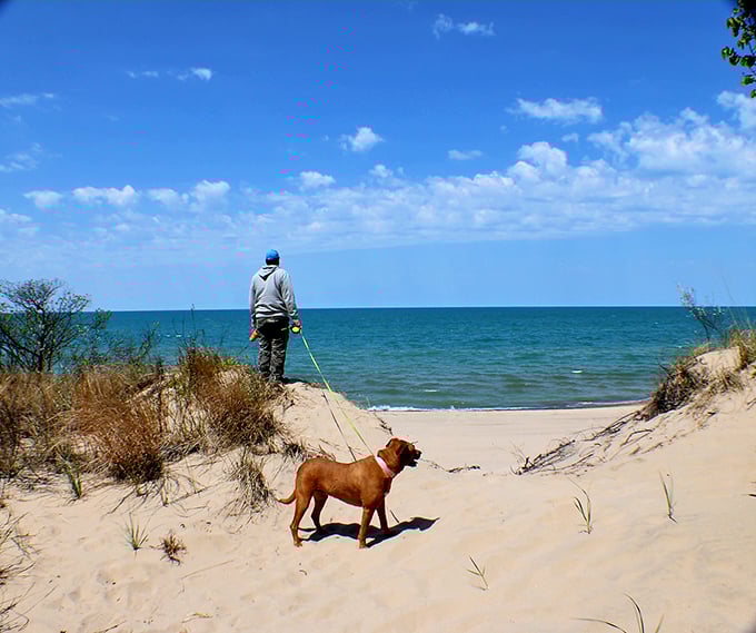 Man's best friend enjoying man's best view. This pup understands the simple joy of sand between the paws and endless horizons.