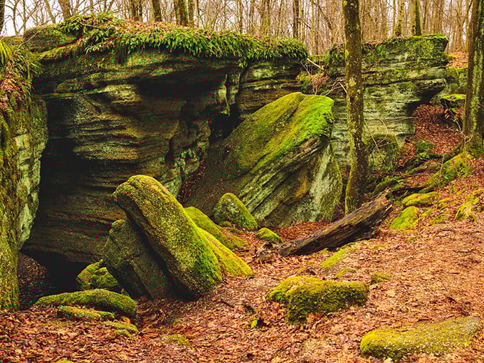 Nature's velvet upholstery on full display. These moss-draped boulders look soft enough to nap on, though I wouldn't recommend testing that theory.