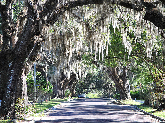 Nature's green cathedral—these moss-draped oaks create cooling tunnels that make even summer walks a spiritual experience.