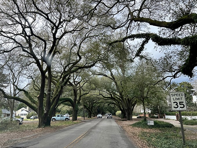 These oak-lined streets aren't just Instagram backdrops—they're living monuments that have witnessed generations of Aiken history rolling beneath them.