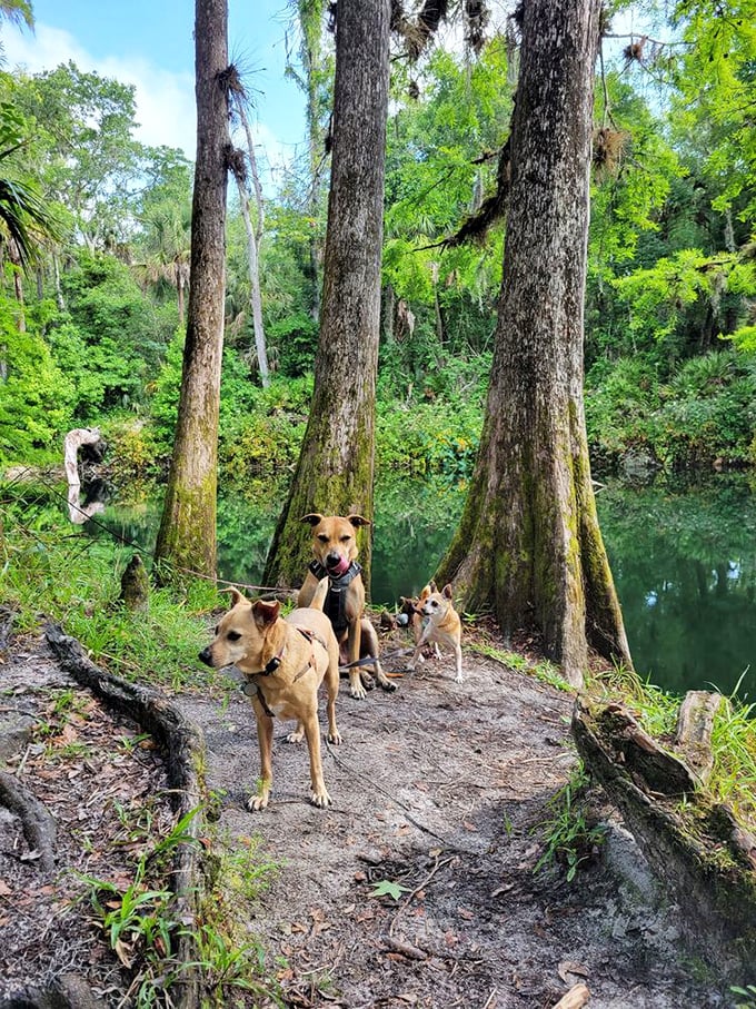 Four-legged hiking companions enjoying the trail—their expressions clearly saying, "Why aren't you humans as excited about all these smells?"