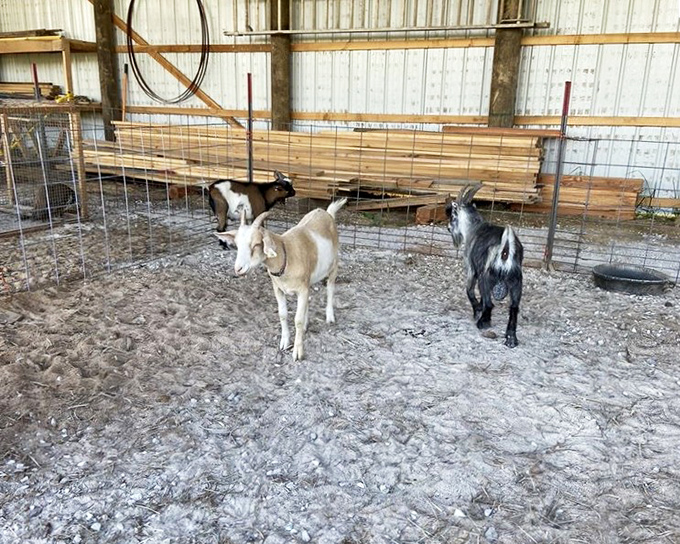 Even the goats know something special is happening here—they're just waiting for leftover dinner rolls like the rest of us.