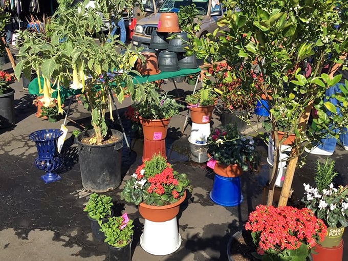 Garden dreams take root among these vibrant plants and flowers – instant backyard transformation without the garden center prices.