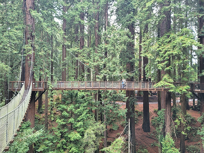 Sequoia Park Zoo's treetop walkway lets visitors experience the redwood canopy without having to channel their inner Tarzan—harnesses and athletic ability not required.