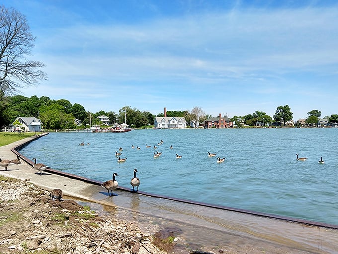 The local waterfowl committee holds its morning meeting. These Canadian geese didn't need passports either—nature's diplomats enjoying international waters.