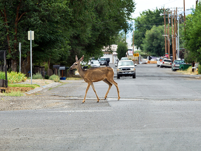 In Alturas, wildlife doesn't just mean Friday night at the local bar—deer casually use crosswalks while maintaining better pedestrian etiquette than most humans.