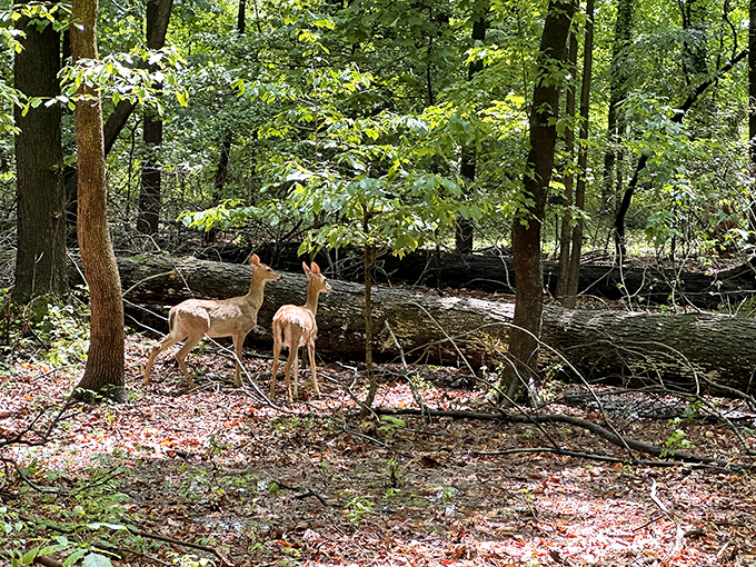 Two deer, caught mid-conversation: "Is that human taking our picture for Instagram?" Wildlife encounters at Bellevue happen when you least expect them.