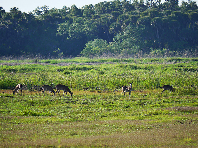 Deer dining al fresco in their natural habitat. No reservations required for this family-style meal in Florida's most exclusive outdoor restaurant.