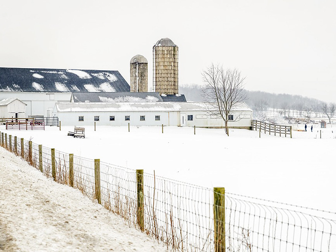 Winter blankets the farmland in pristine white, revealing the stark, beautiful bones of rural life that city dwellers rarely glimpse. 