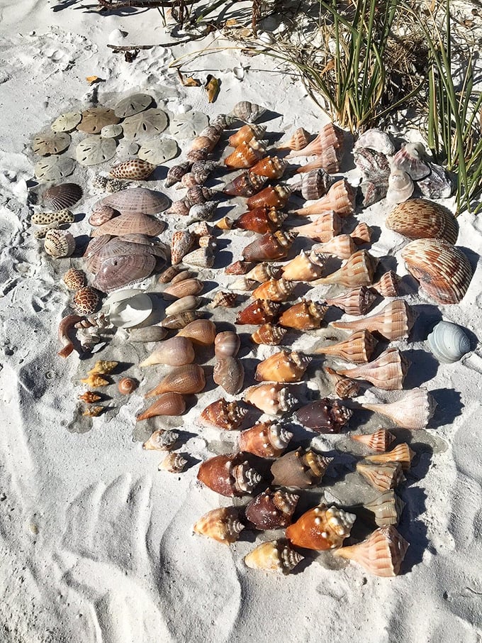Shell collector's jackpot! Keewaydin's beaches deliver treasures that would make any beachcomber's heart race. Each one tells an ocean story.
