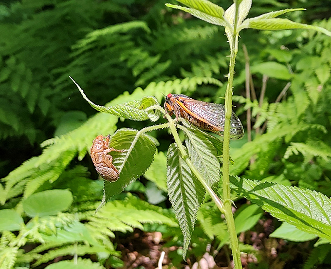 These cicadas aren't just bugs – they're living time capsules emerging after years underground, nature's own "remember when" moment.