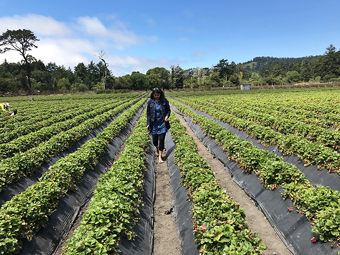 Rows of strawberry plants stretching toward the horizon—proof that some of California's most delicious treasures grow close to the ground.