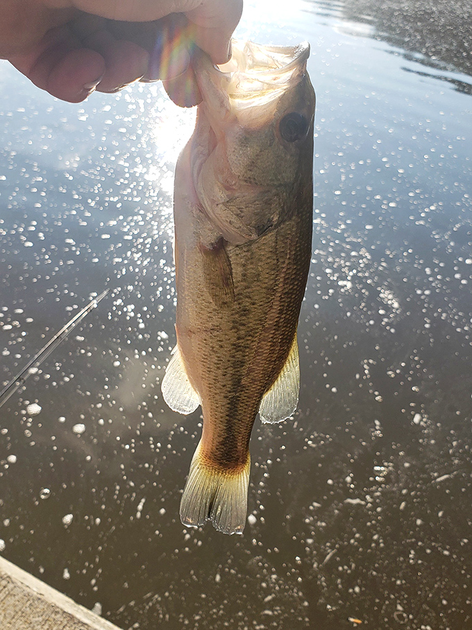 "I caught you a delicious bass"—Napoleon Dynamite would approve of Mt. Gilead's fishing opportunities that deliver actual results.
